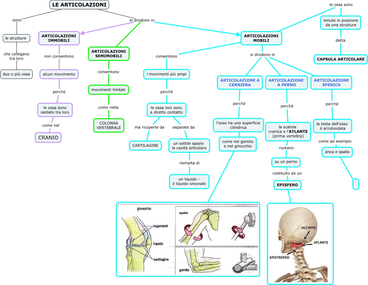 le articolazioni - Mappa Concettuale